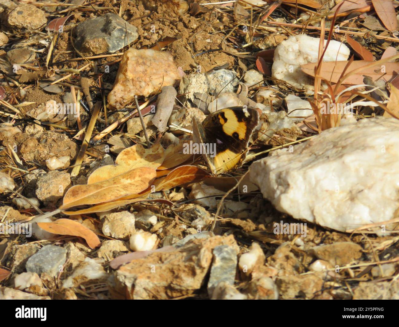 African Yellow Pansy (Junonia hierta cebrene) Insecta Stock Photo - Alamy