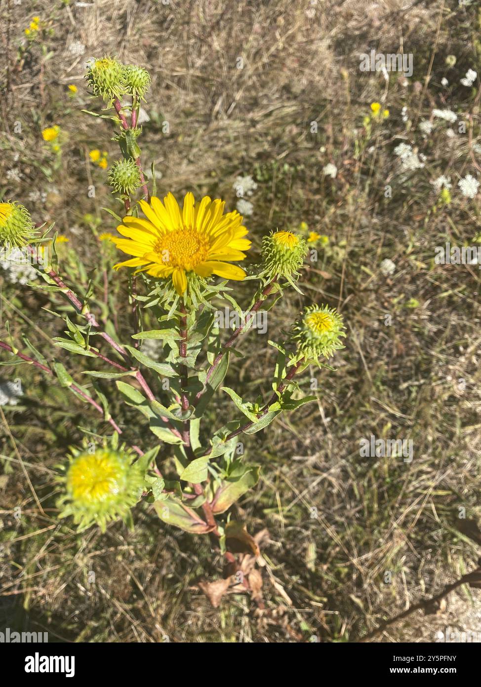 Puget sound gumweed (Grindelia integrifolia) Plantae Stock Photo - Alamy