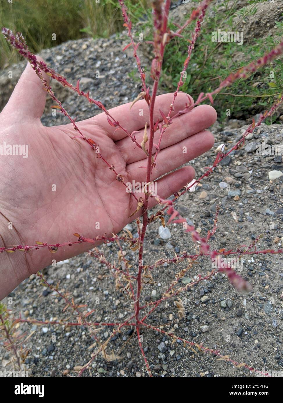 vascular plants (Tracheophyta) Plantae Stock Photo - Alamy