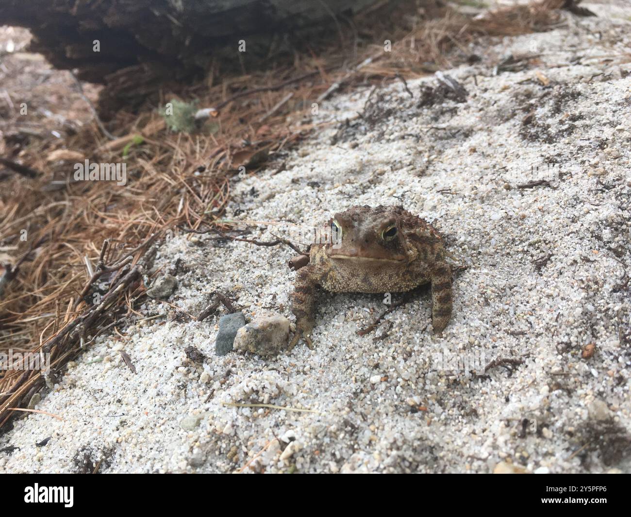 American Toad (Anaxyrus americanus) Amphibia Stock Photo - Alamy