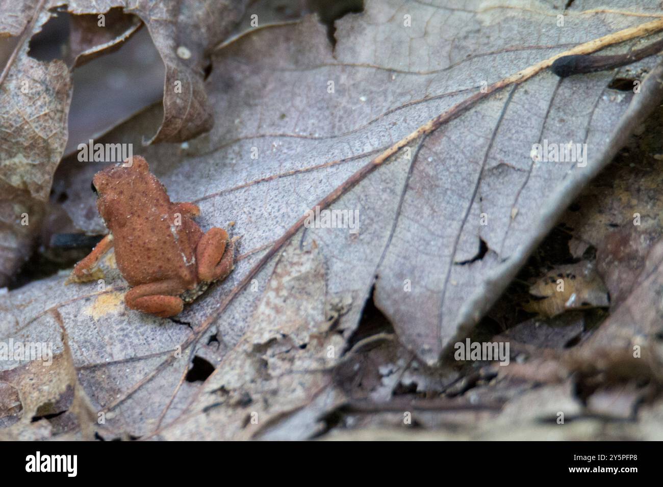 North American Toads (Anaxyrus) Amphibia Stock Photo - Alamy