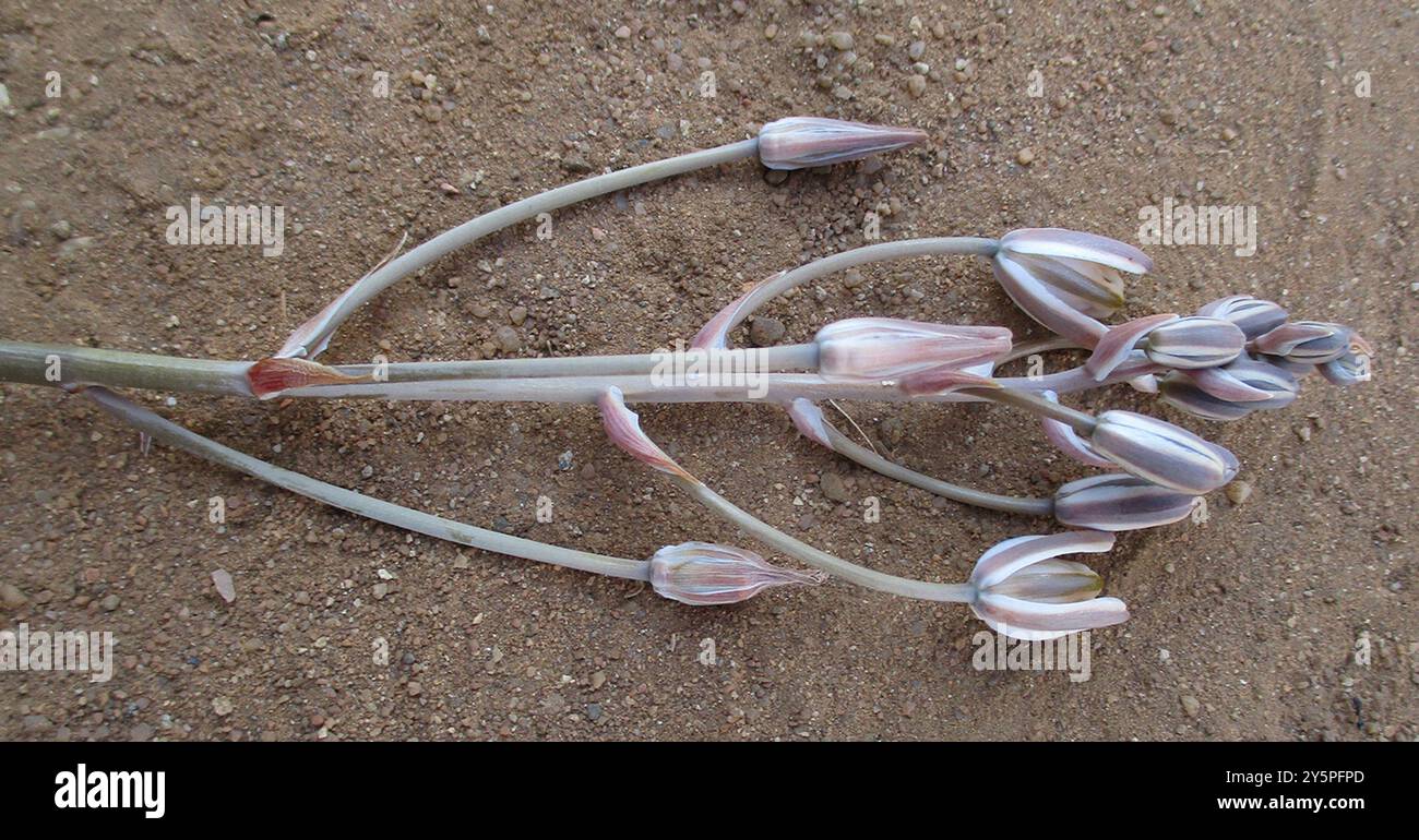 Thick Slime-lily (Albuca setosa) Plantae Stock Photo - Alamy