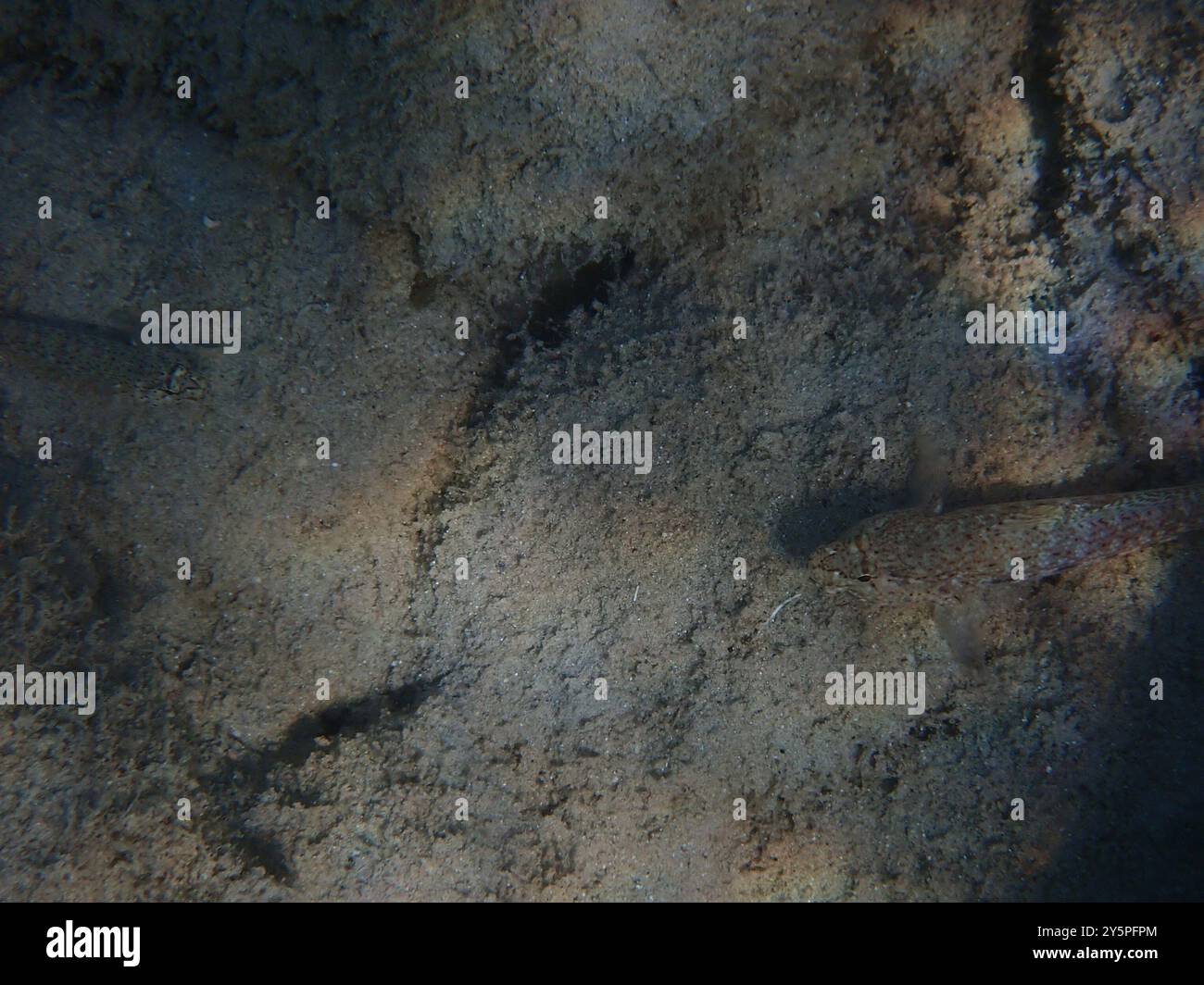 Incognito Goby (Gobius incognitus) Actinopterygii Stock Photo - Alamy