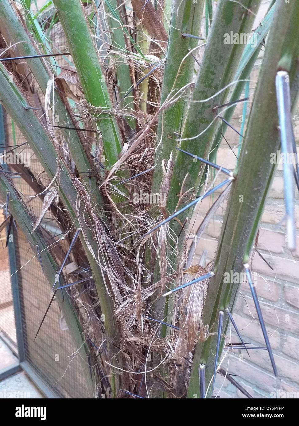 Macaw palm (Acrocomia aculeata) Plantae Stock Photo - Alamy