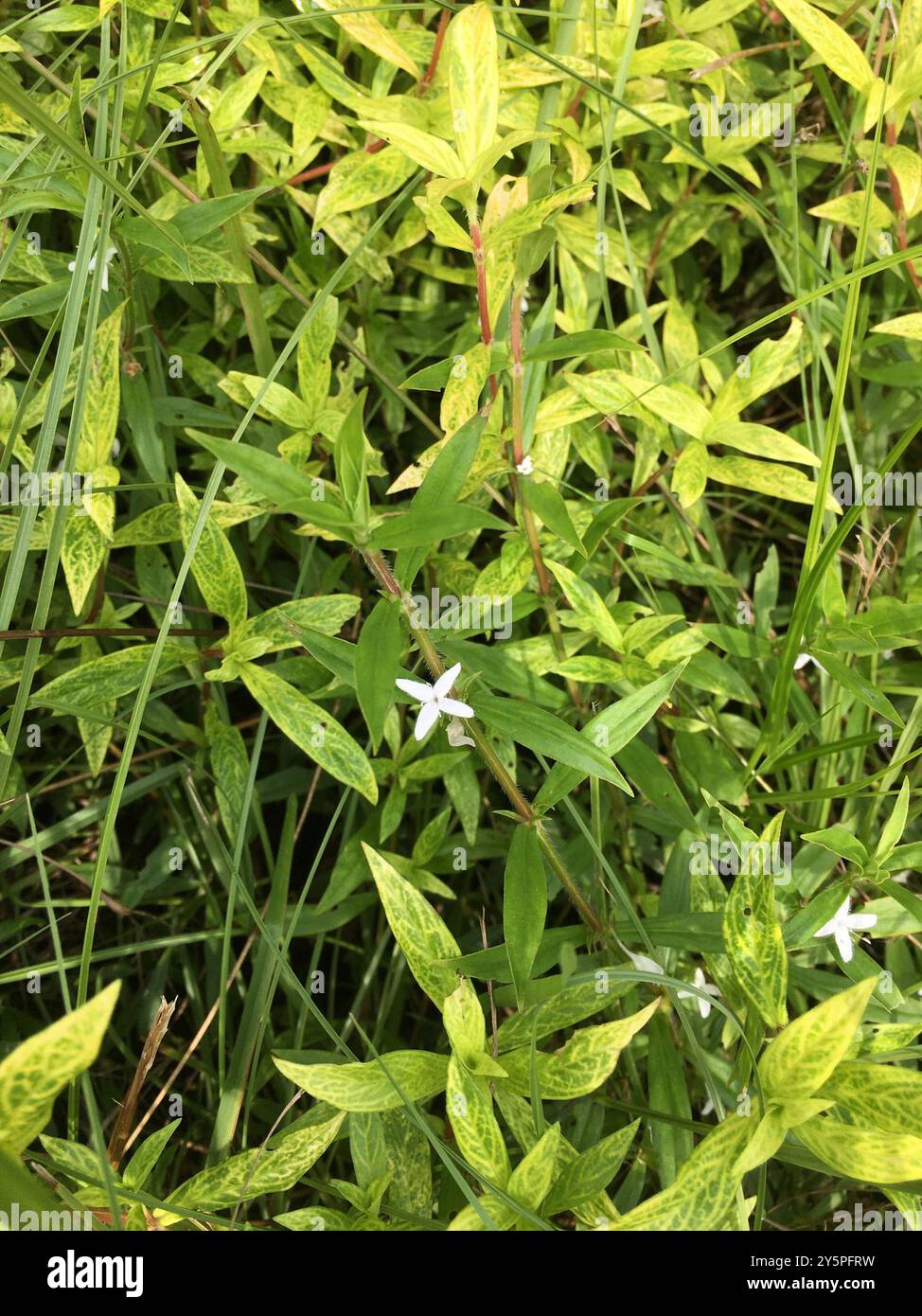 buttonweed (Diodia virginiana) Plantae Stock Photo - Alamy