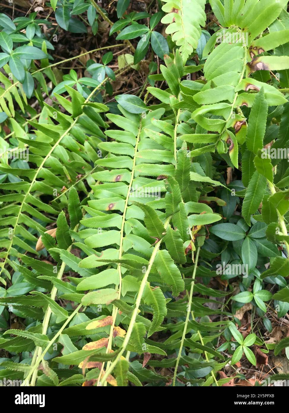 Christmas fern (Polystichum acrostichoides) Plantae Stock Photo - Alamy