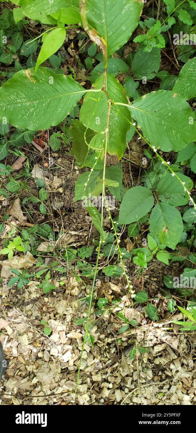 American jumpseed (Persicaria virginiana) Plantae Stock Photo - Alamy
