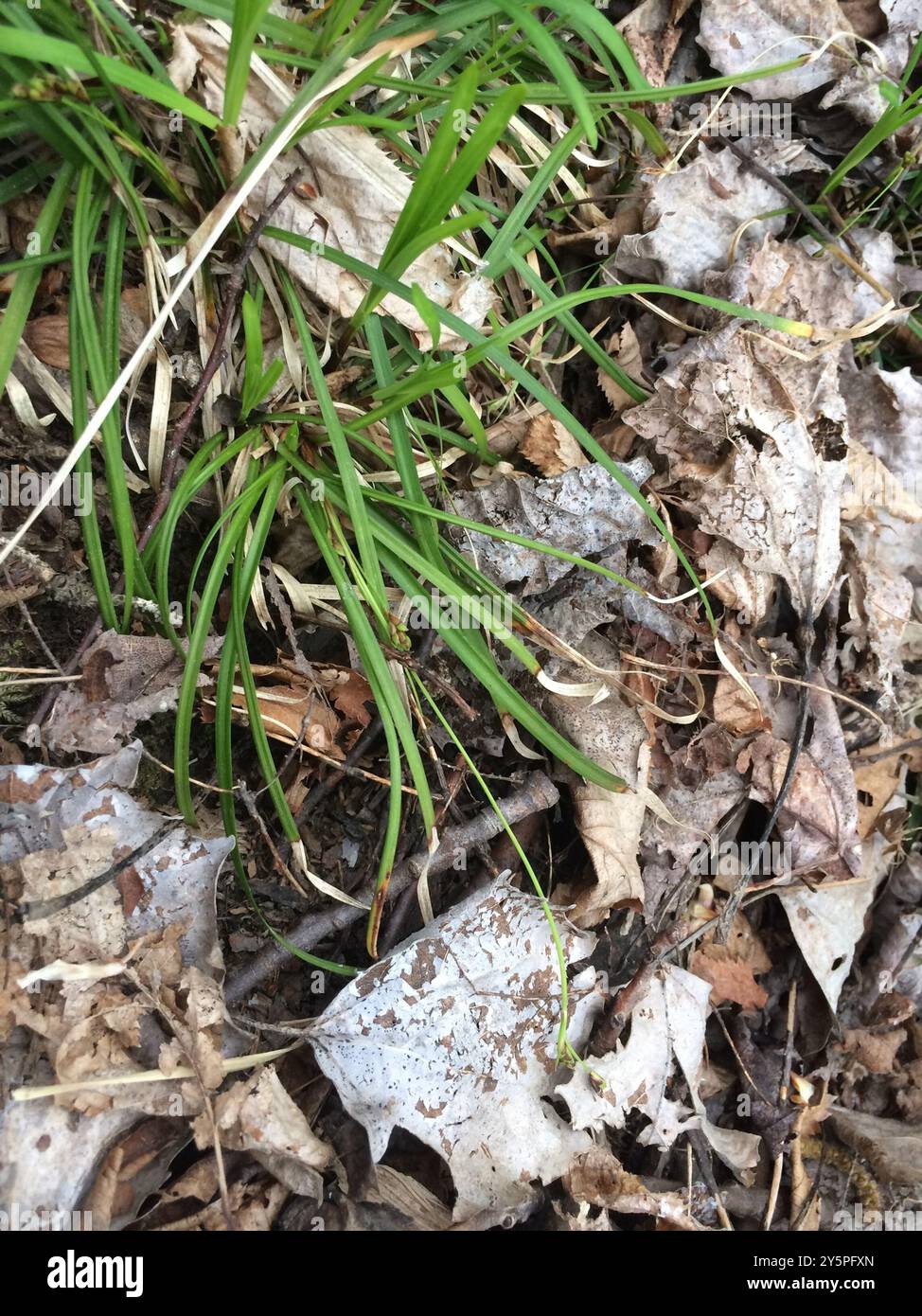 long-stalked sedge (Carex pedunculata) Plantae Stock Photo - Alamy