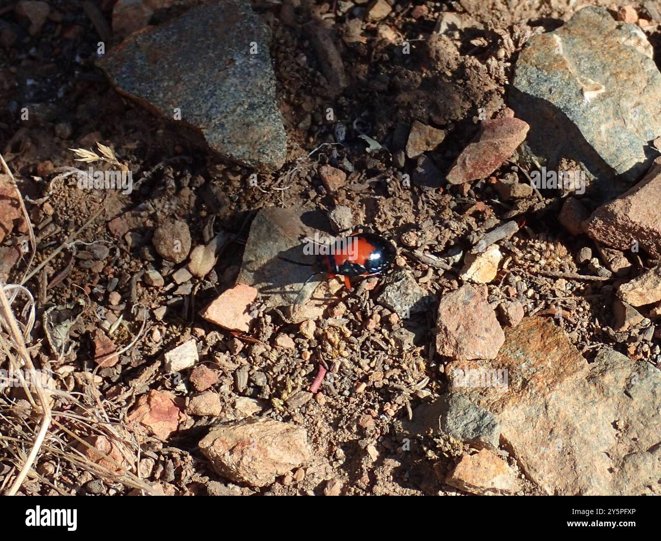 True Bugs, Hoppers, Aphids, and allies (Hemiptera) Insecta Stock Photo ...