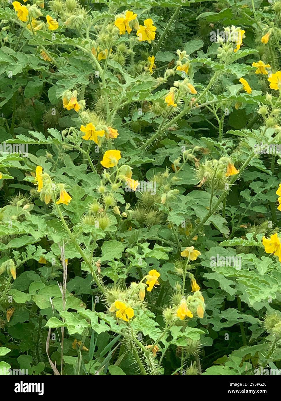 buffalo-bur (Solanum rostratum) Plantae Stock Photo - Alamy