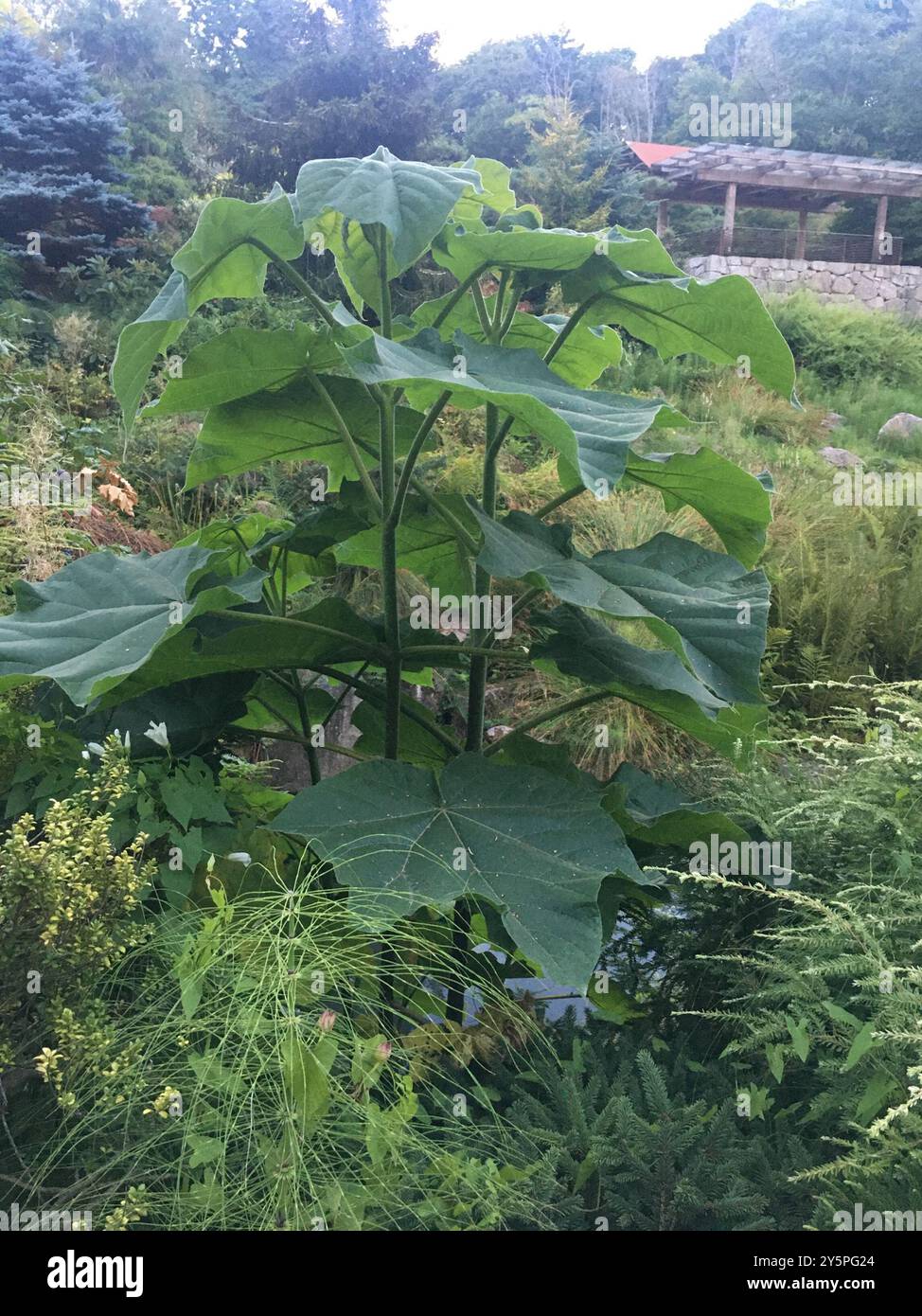 princess tree (Paulownia tomentosa) Plantae Stock Photo - Alamy