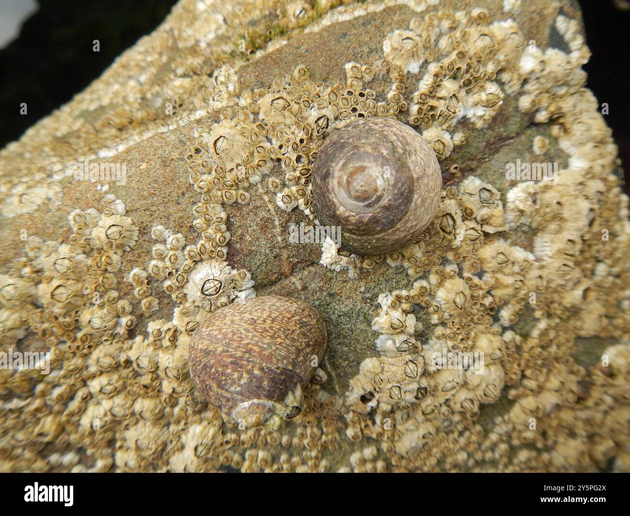 Lined Top Shell (Phorcus lineatus) Mollusca Stock Photo - Alamy