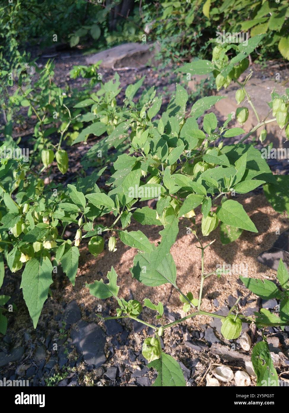 long-leaved groundcherry (Physalis longifolia) Plantae Stock Photo - Alamy