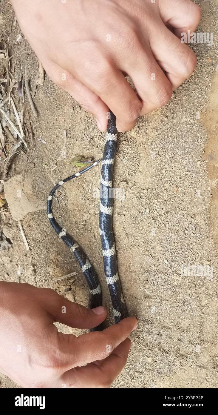 Black-banded Cat-eyed Snake (Leptodeira nigrofasciata) Reptilia Stock ...