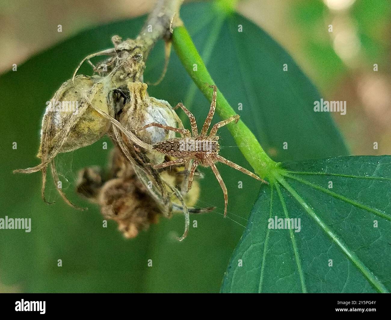 American Nursery Web Spider (Pisaurina mira) Arachnida Stock Photo - Alamy
