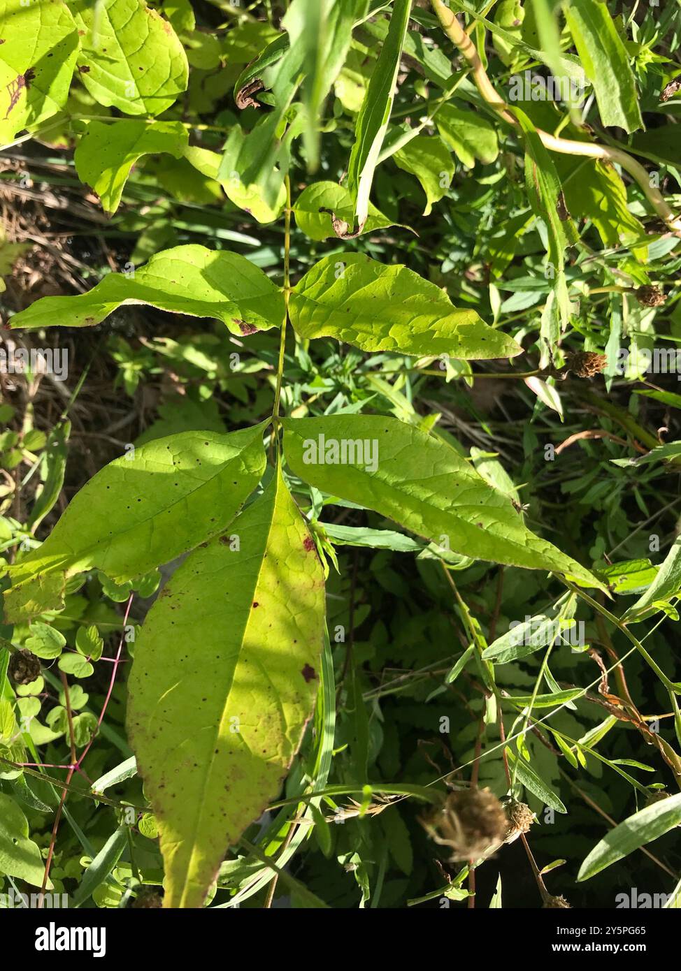 American groundnut (Apios americana) Plantae Stock Photo - Alamy