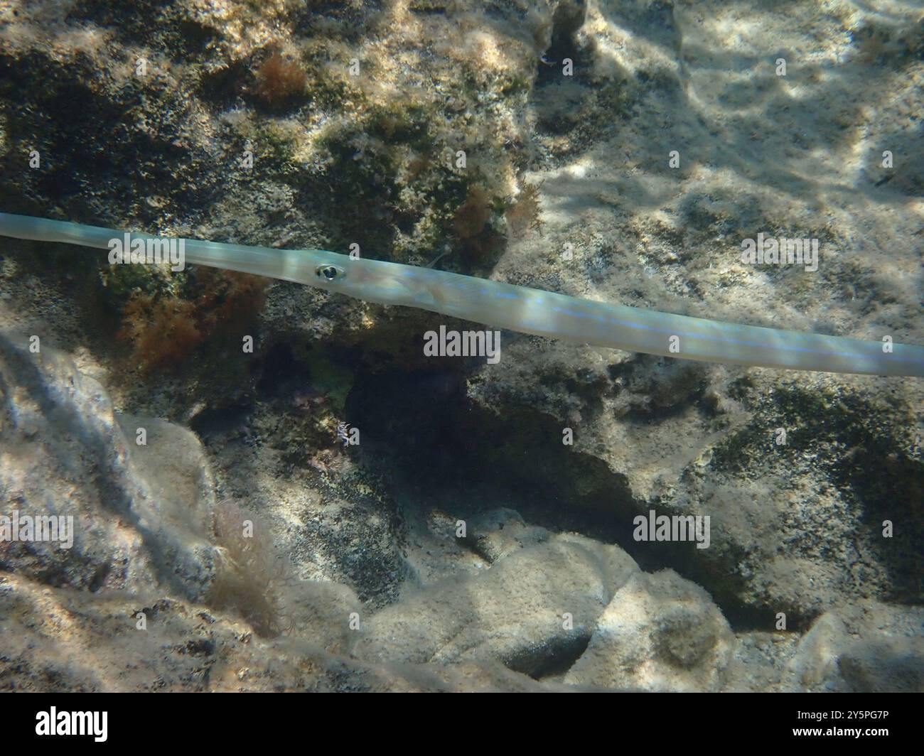 Bluespotted Cornetfish (Fistularia commersonii) Actinopterygii Stock ...