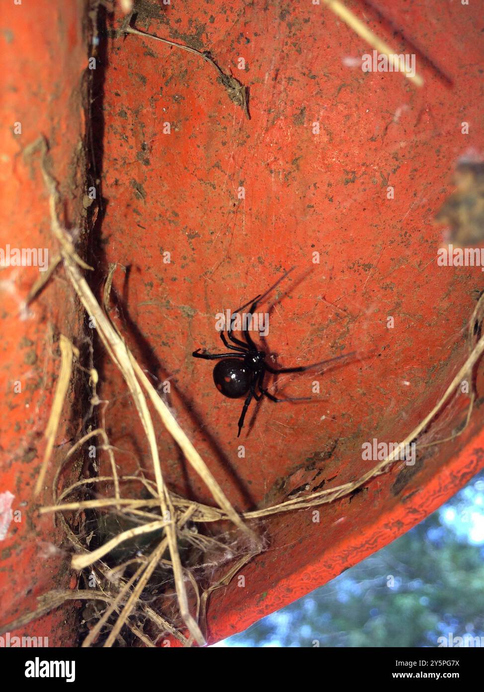 Southern Black Widow (Latrodectus mactans) Arachnida Stock Photo - Alamy