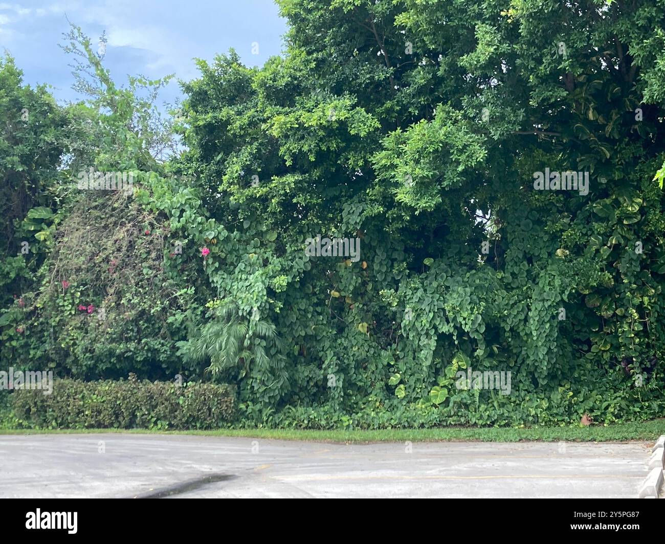 Field Copperleaf (Acalypha arvensis) Plantae Stock Photo - Alamy