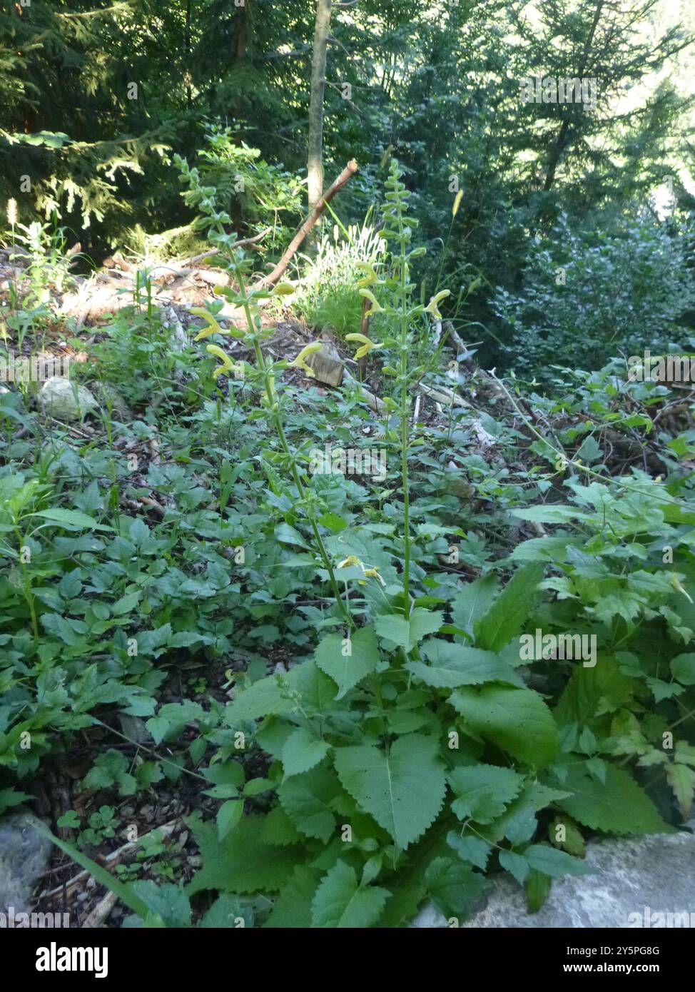 Sticky Sage (Salvia glutinosa) Plantae Stock Photo - Alamy
