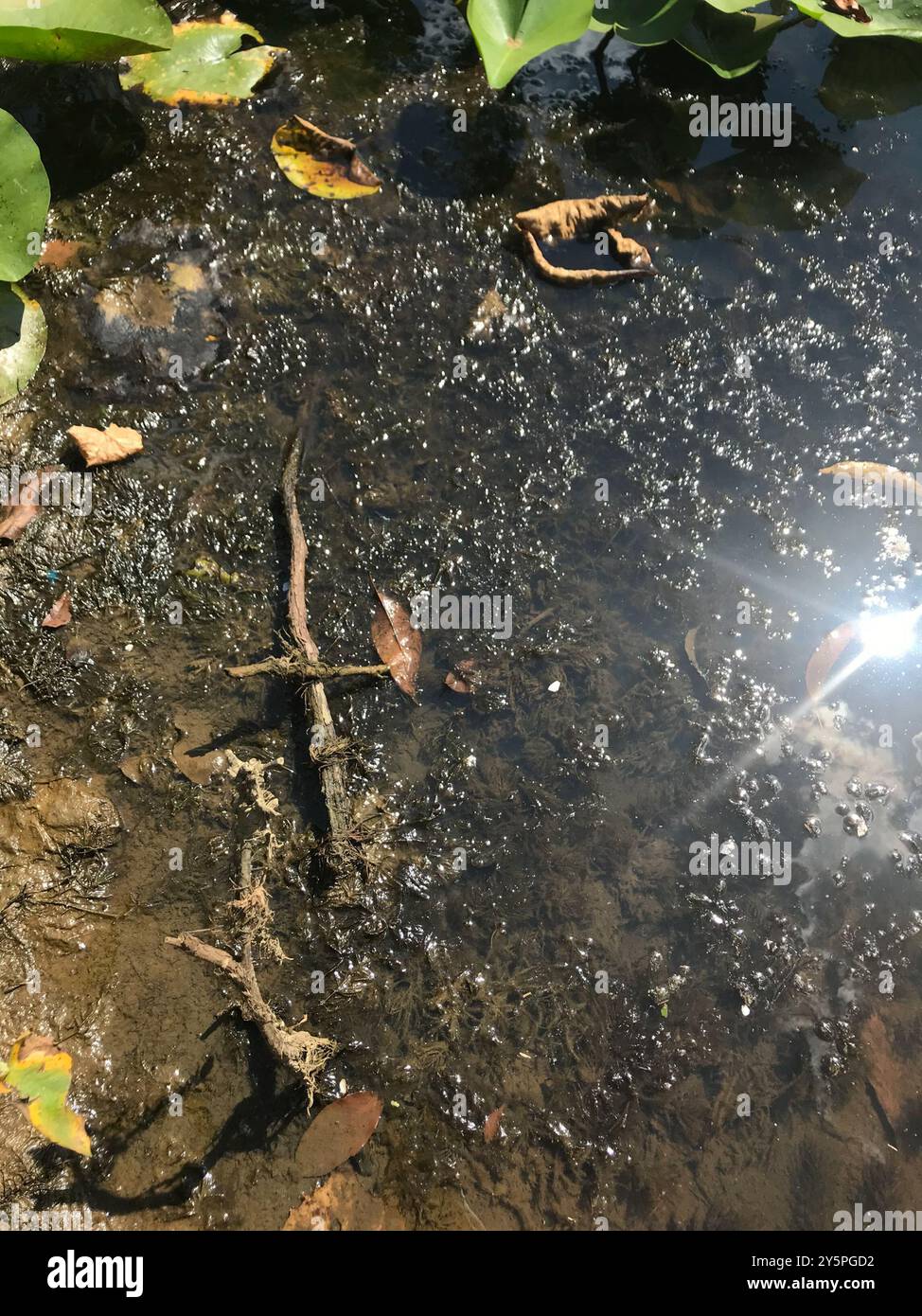 coontail (Ceratophyllum demersum) Plantae Stock Photo - Alamy