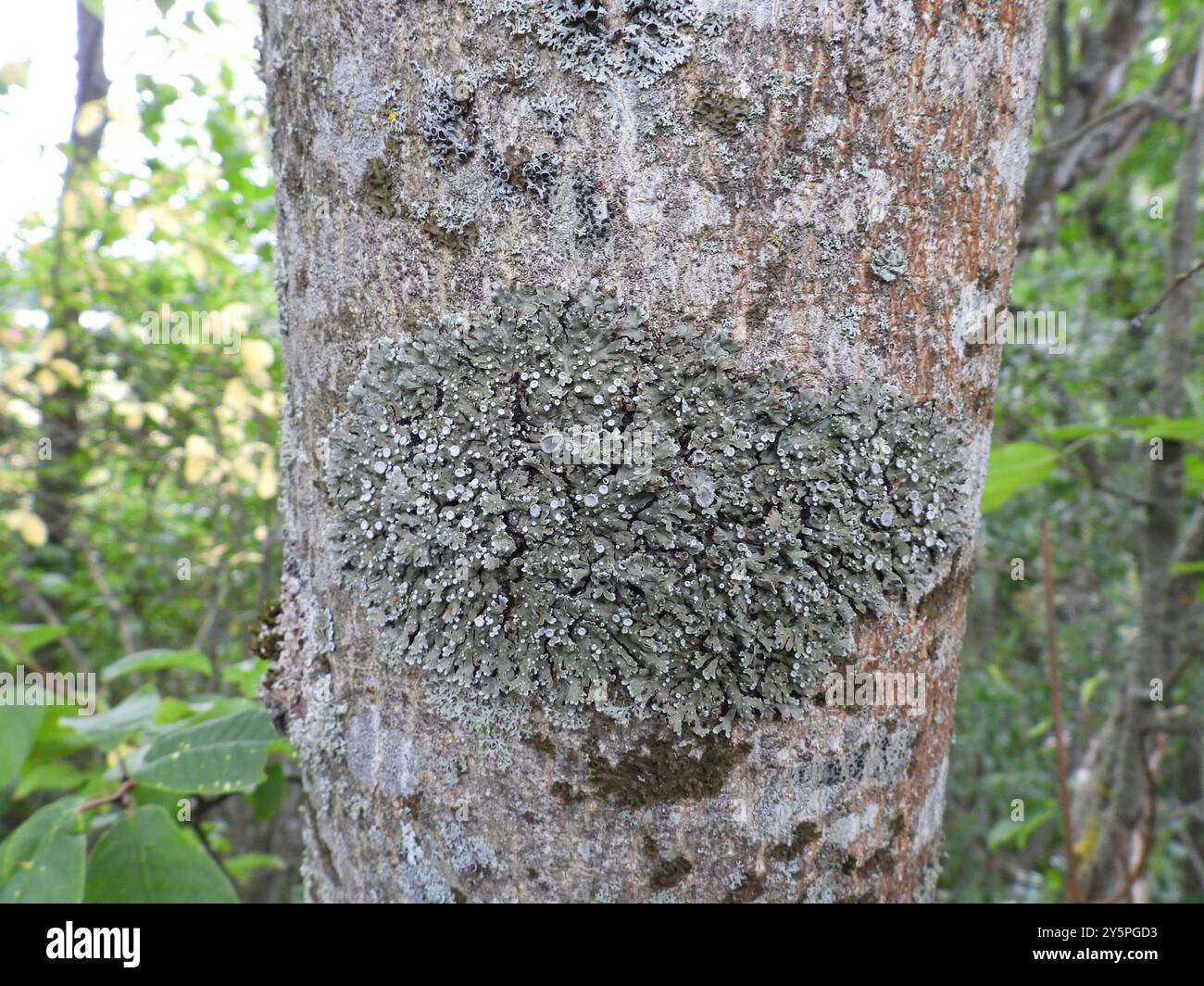 (Physconia distorta) Fungi Stock Photo - Alamy