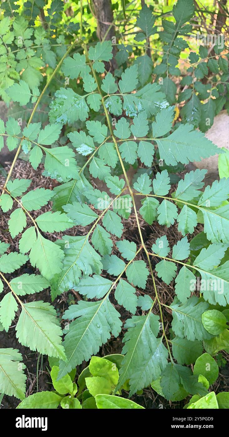 Taiwanese Rain Tree (Koelreuteria elegans) Plantae Stock Photo - Alamy