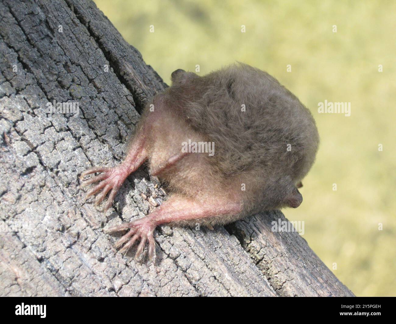 Daubenton's bat (Myotis daubentonii) Mammalia Stock Photo - Alamy