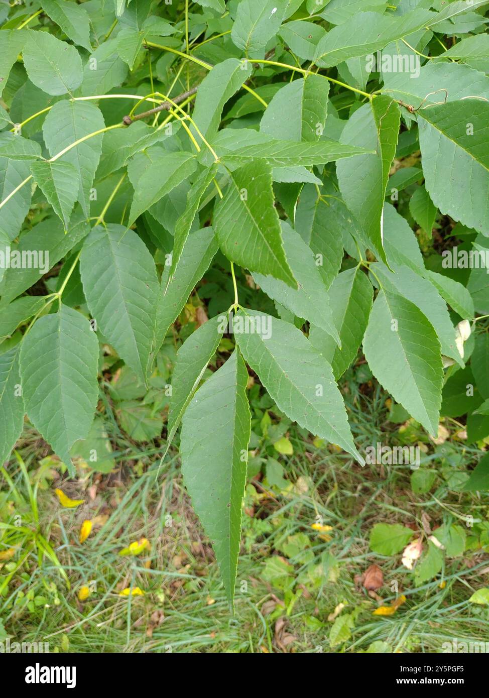 ashes (Fraxinus) Plantae Stock Photo - Alamy