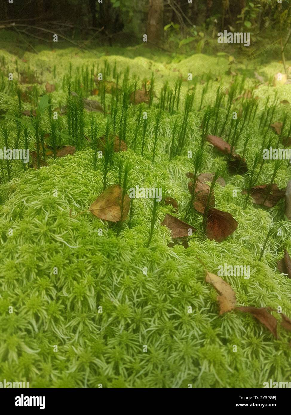 Common Haircap Moss (Polytrichum commune) Plantae Stock Photo - Alamy