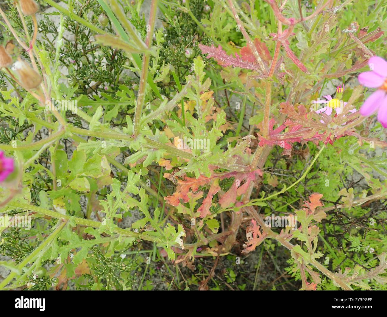 Red-purple Ragwort (Senecio elegans) Plantae Stock Photo - Alamy
