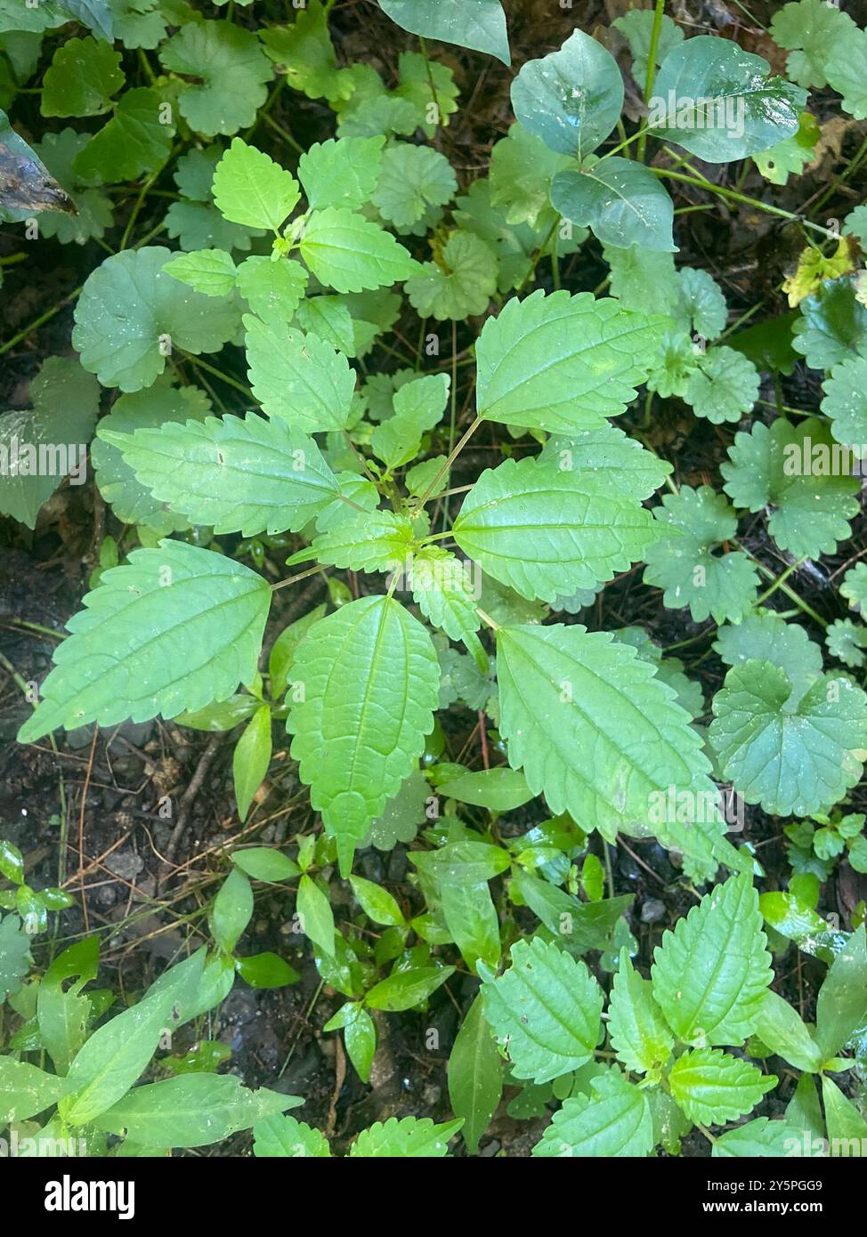 false nettle (Boehmeria cylindrica) Plantae Stock Photo - Alamy