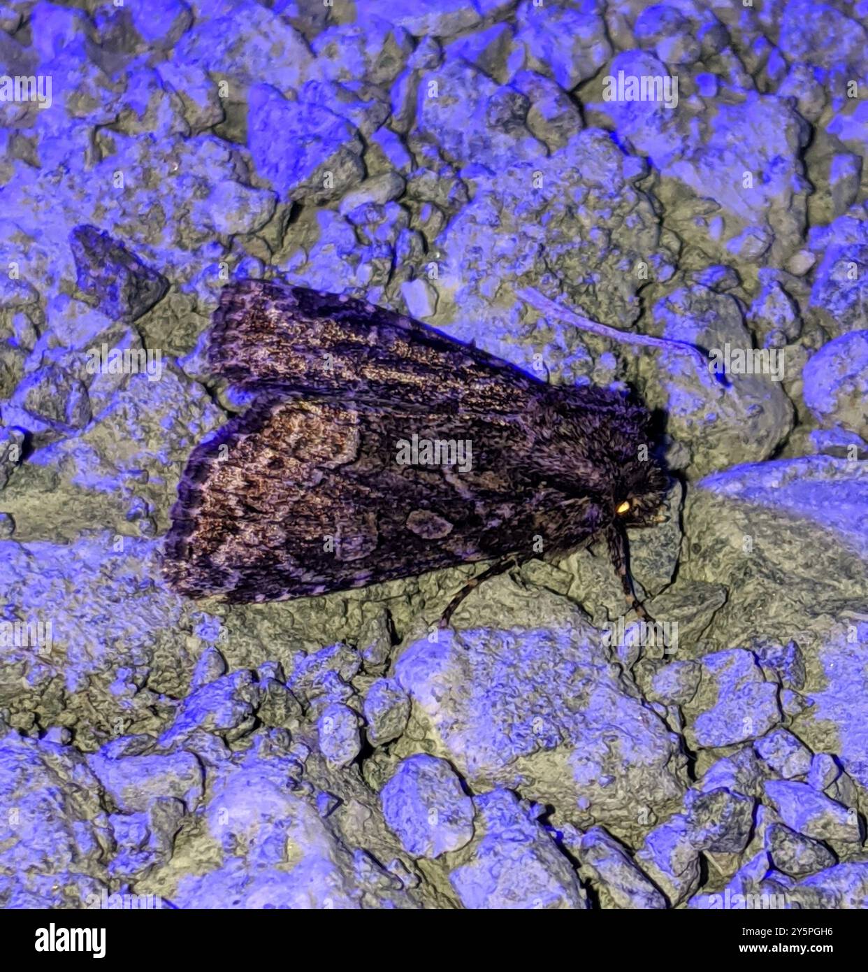 Wandering Brocade Moth (Fishia illocata) Insecta Stock Photo - Alamy