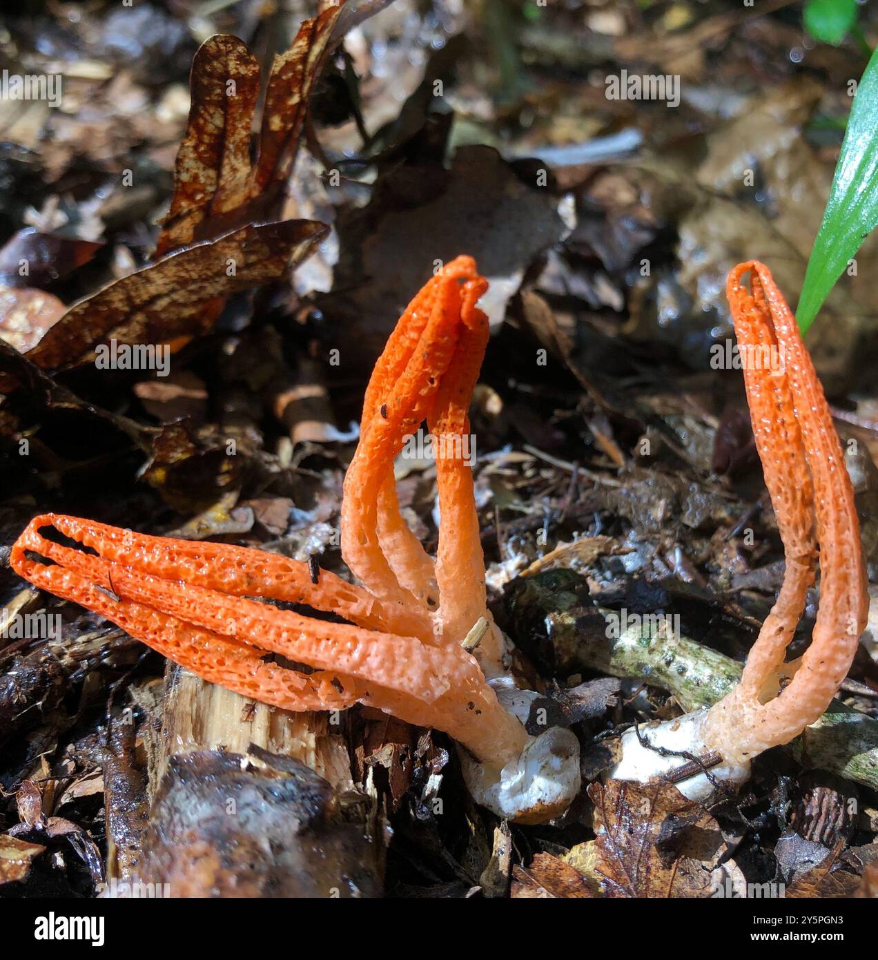 stinky squid (Pseudocolus fusiformis) Fungi Stock Photo - Alamy