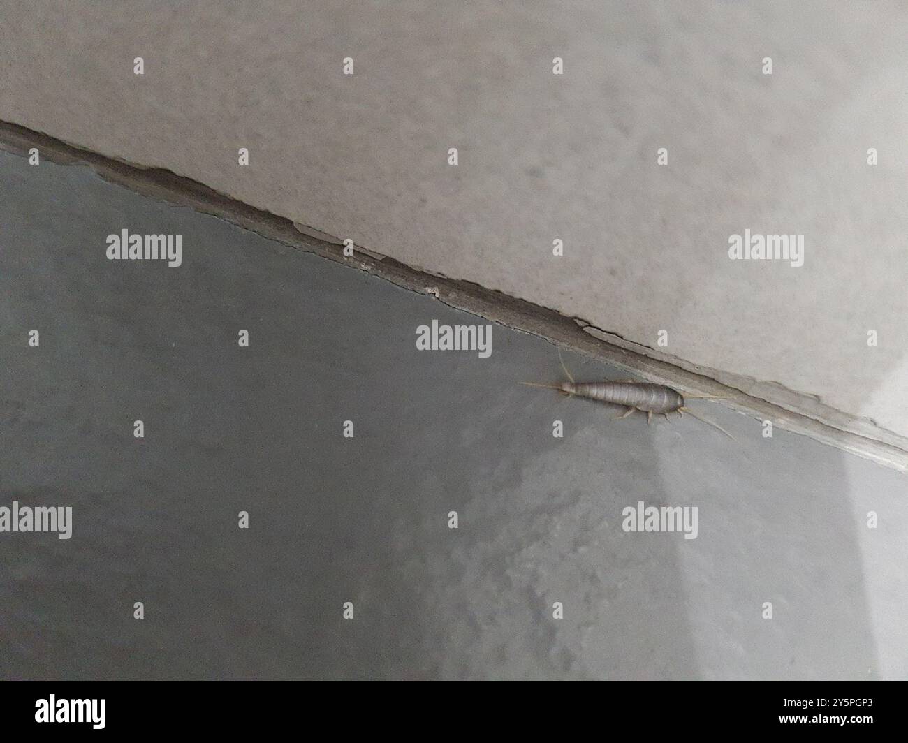 Common Silverfish (Lepisma saccharinum) Insecta Stock Photo - Alamy