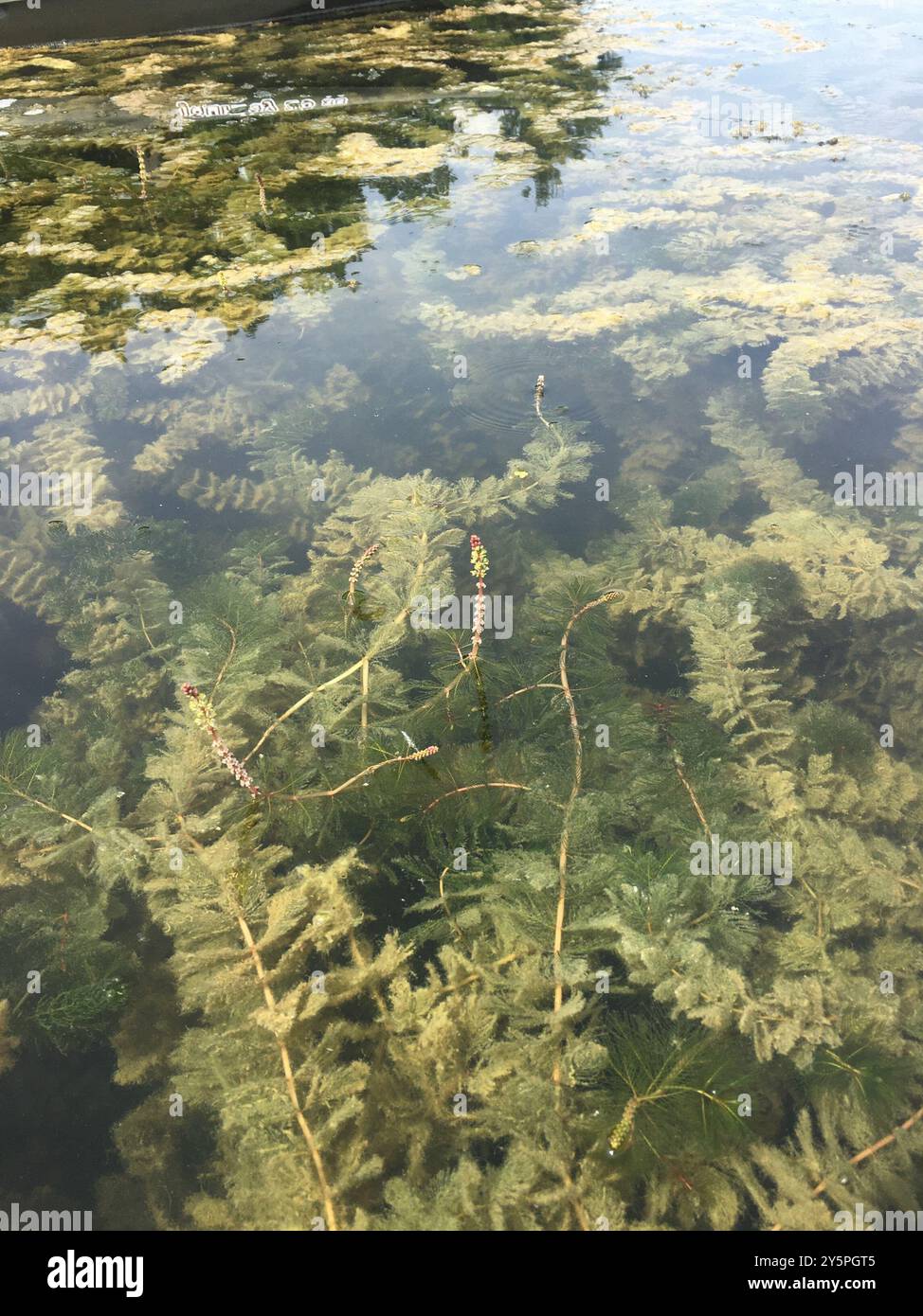 Eurasian water-milfoil (Myriophyllum spicatum) Plantae Stock Photo - Alamy