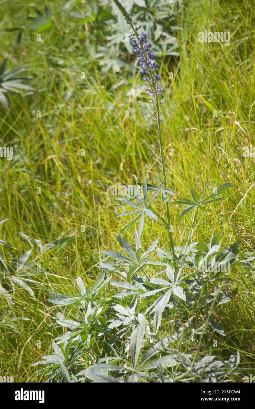 Broadleaf Lupine (Lupinus latifolius) Plantae Stock Photo - Alamy