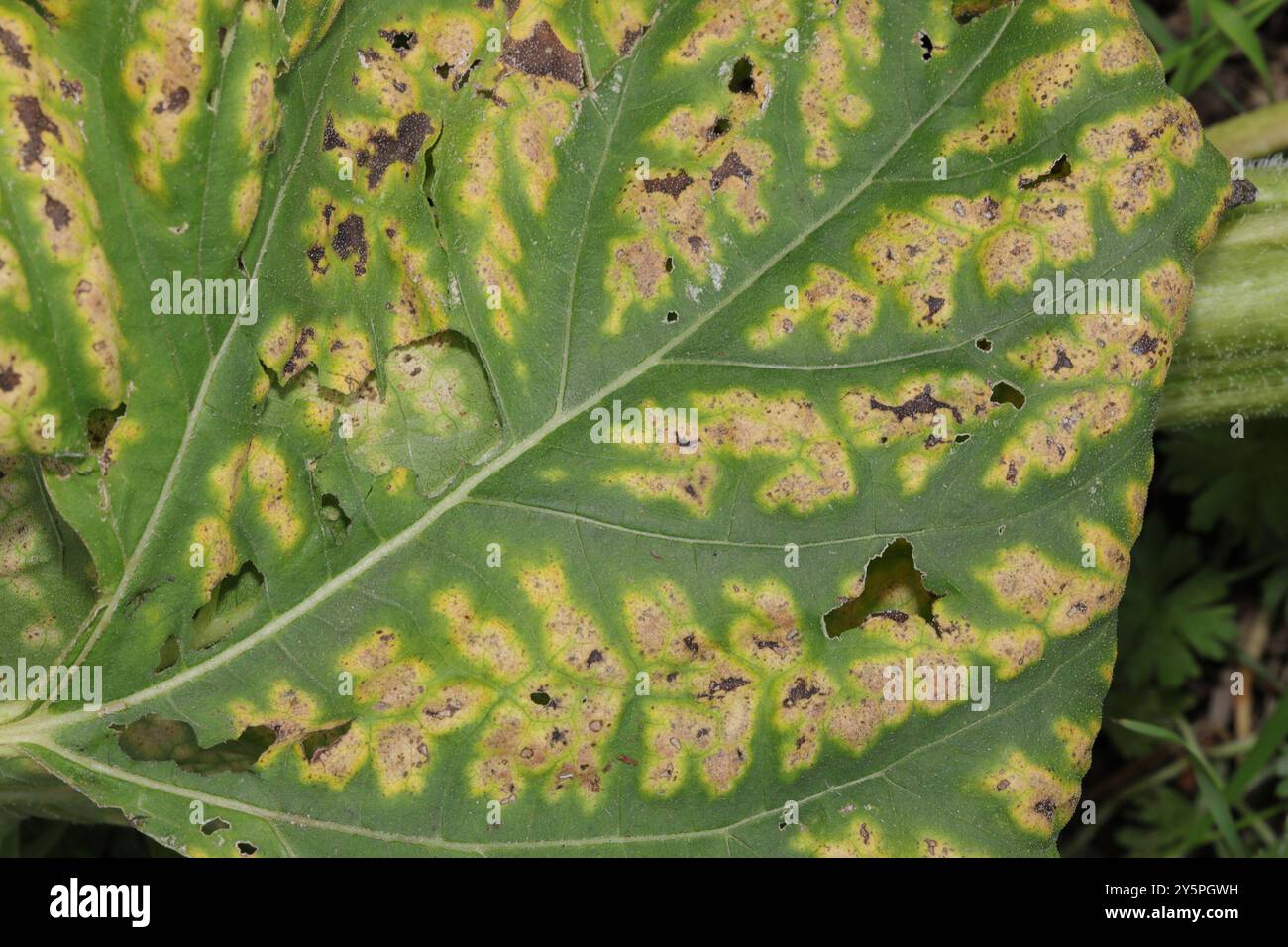(Verticillium dahliae) Fungi Stock Photo - Alamy