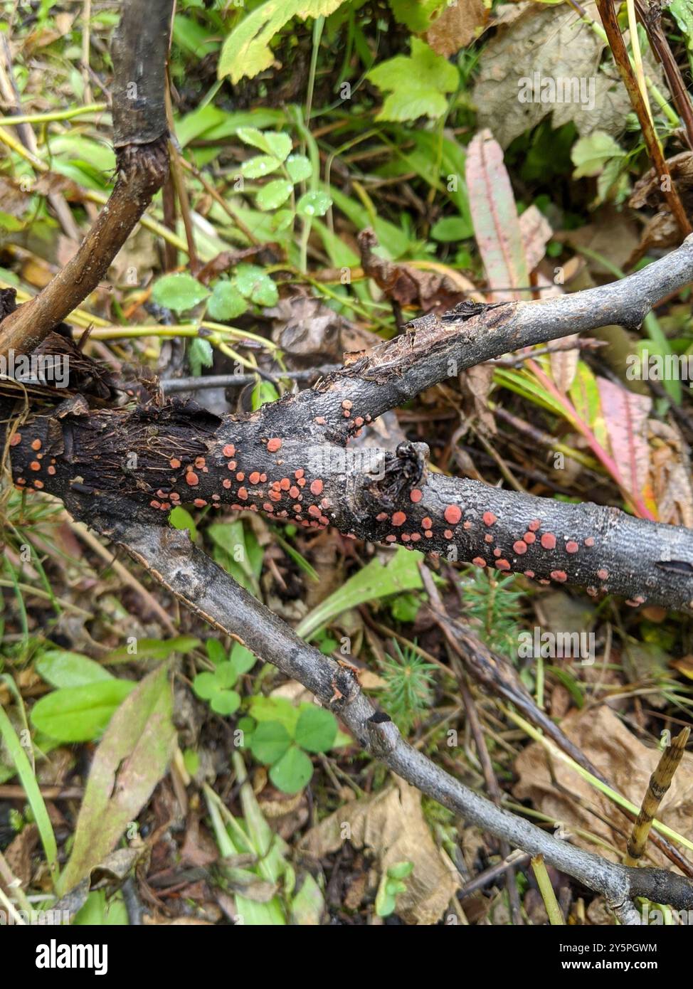 Red Tree Brain Fungus (Peniophora rufa) Fungi Stock Photo - Alamy