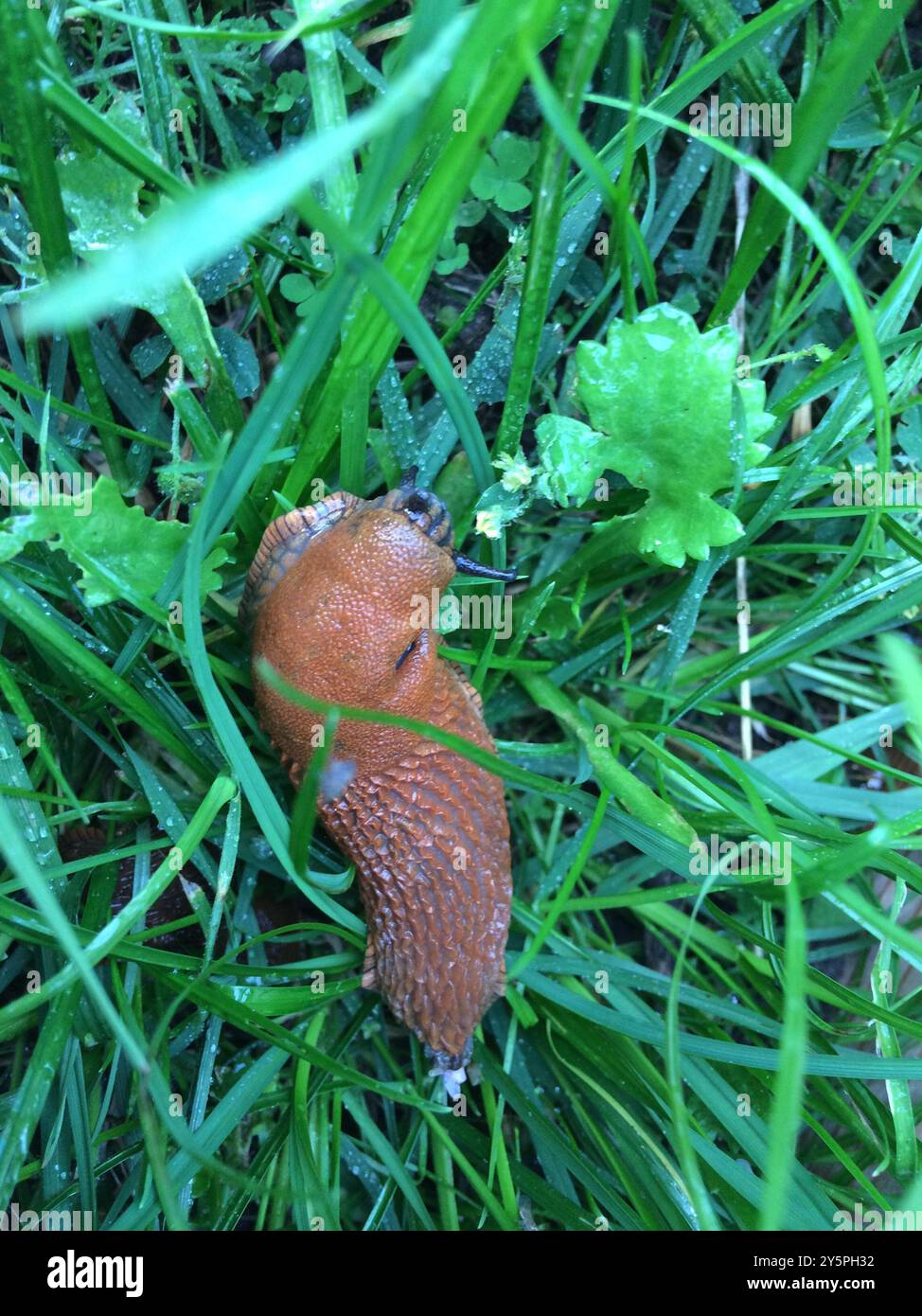 Spanish Slug (Arion vulgaris) Mollusca Stock Photo - Alamy