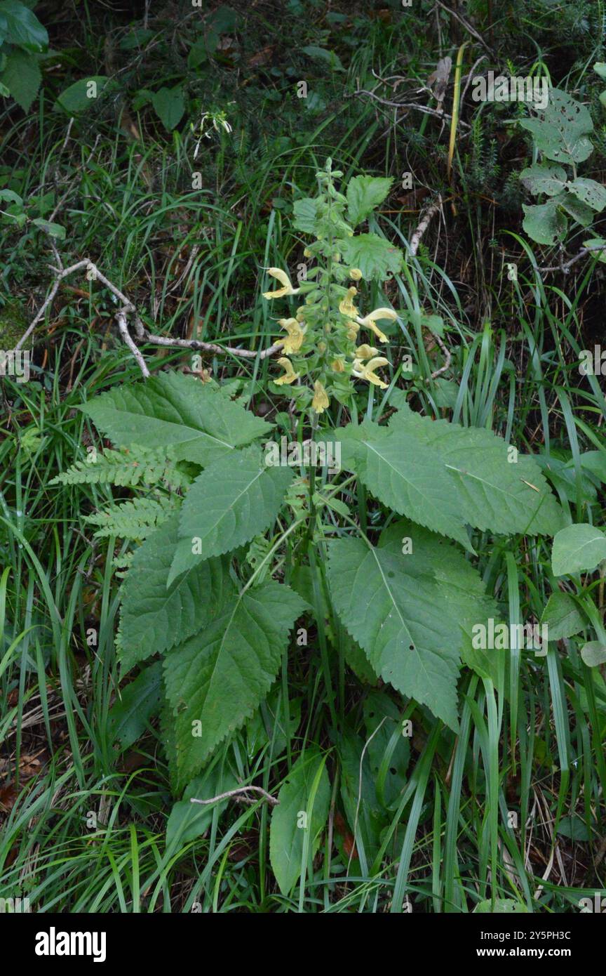 Sticky Sage (Salvia glutinosa) Plantae Stock Photo - Alamy