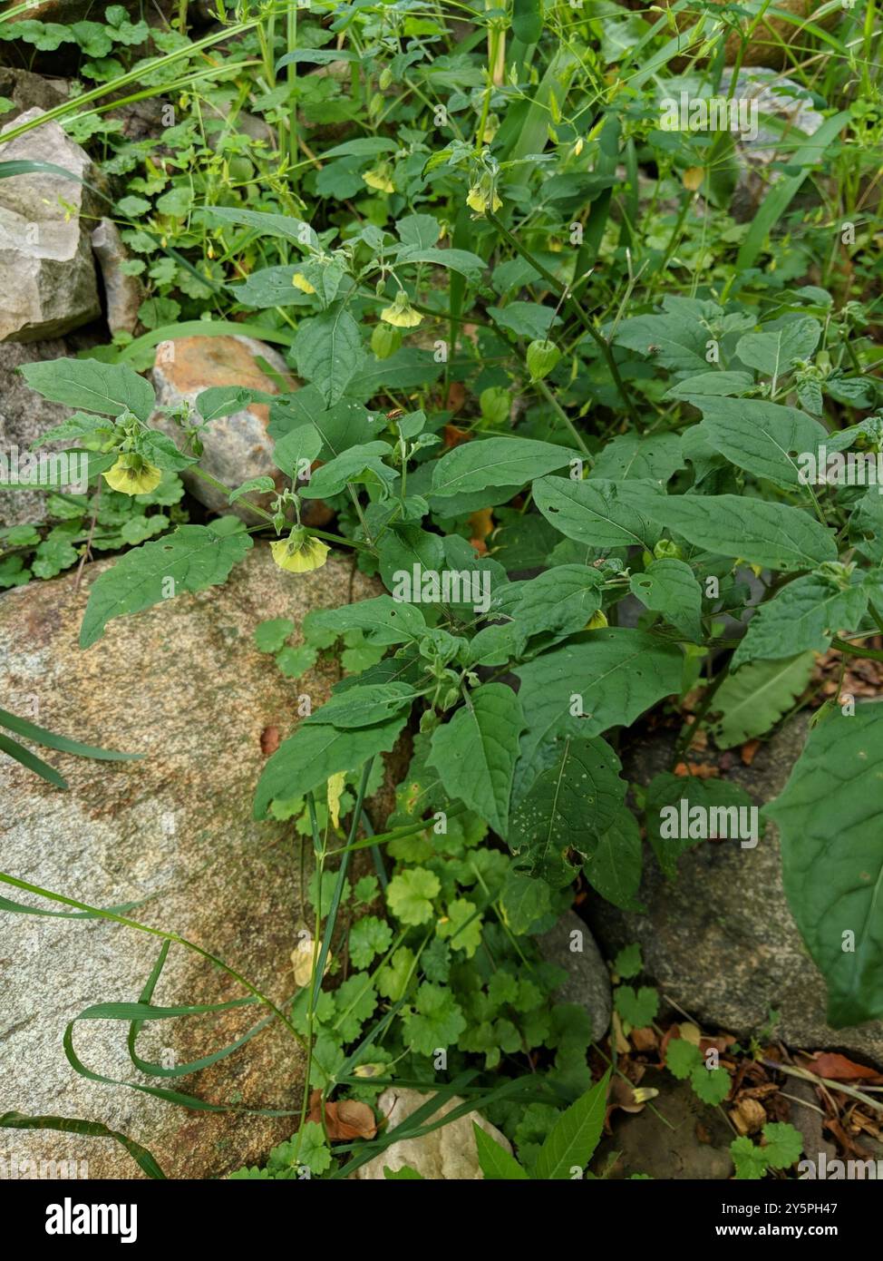 long-leaved groundcherry (Physalis longifolia) Plantae Stock Photo - Alamy