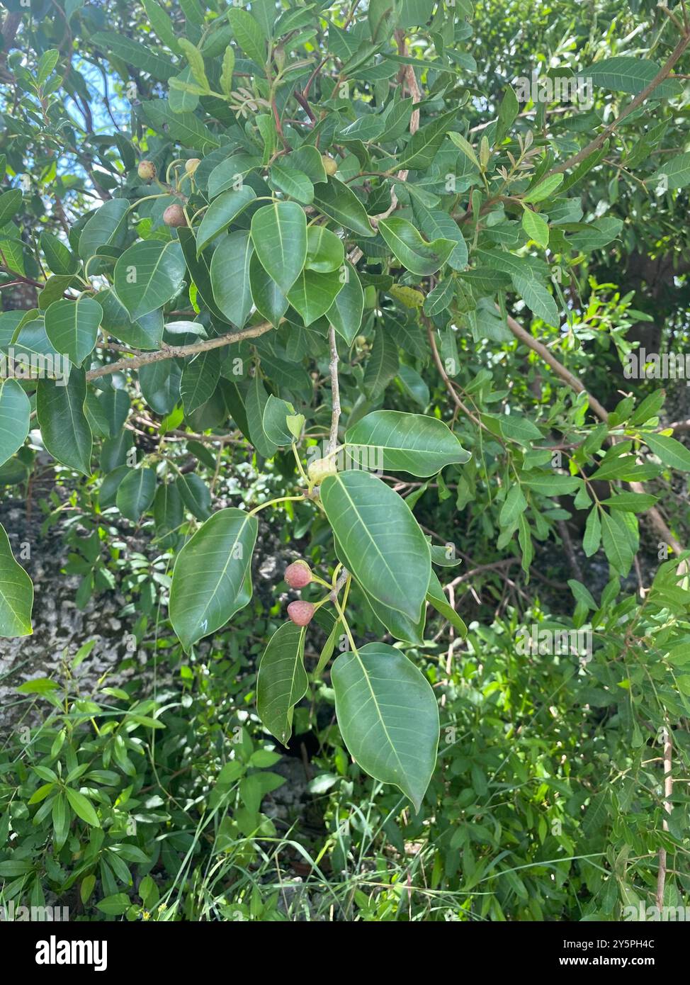 Shortleaf Fig (Ficus citrifolia) Plantae Stock Photo - Alamy