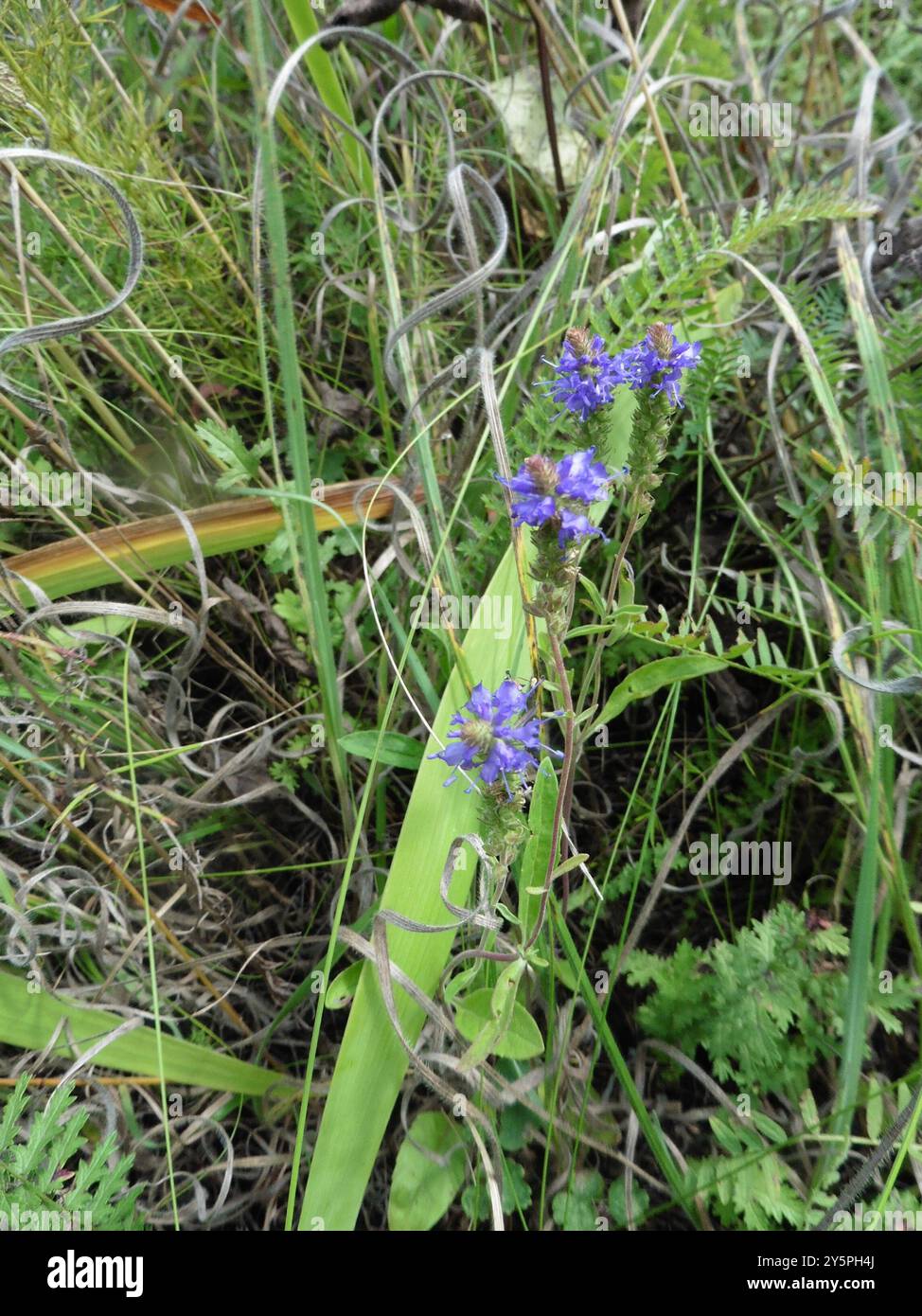 Spiked Speedwell (Veronica spicata) Plantae Stock Photo - Alamy
