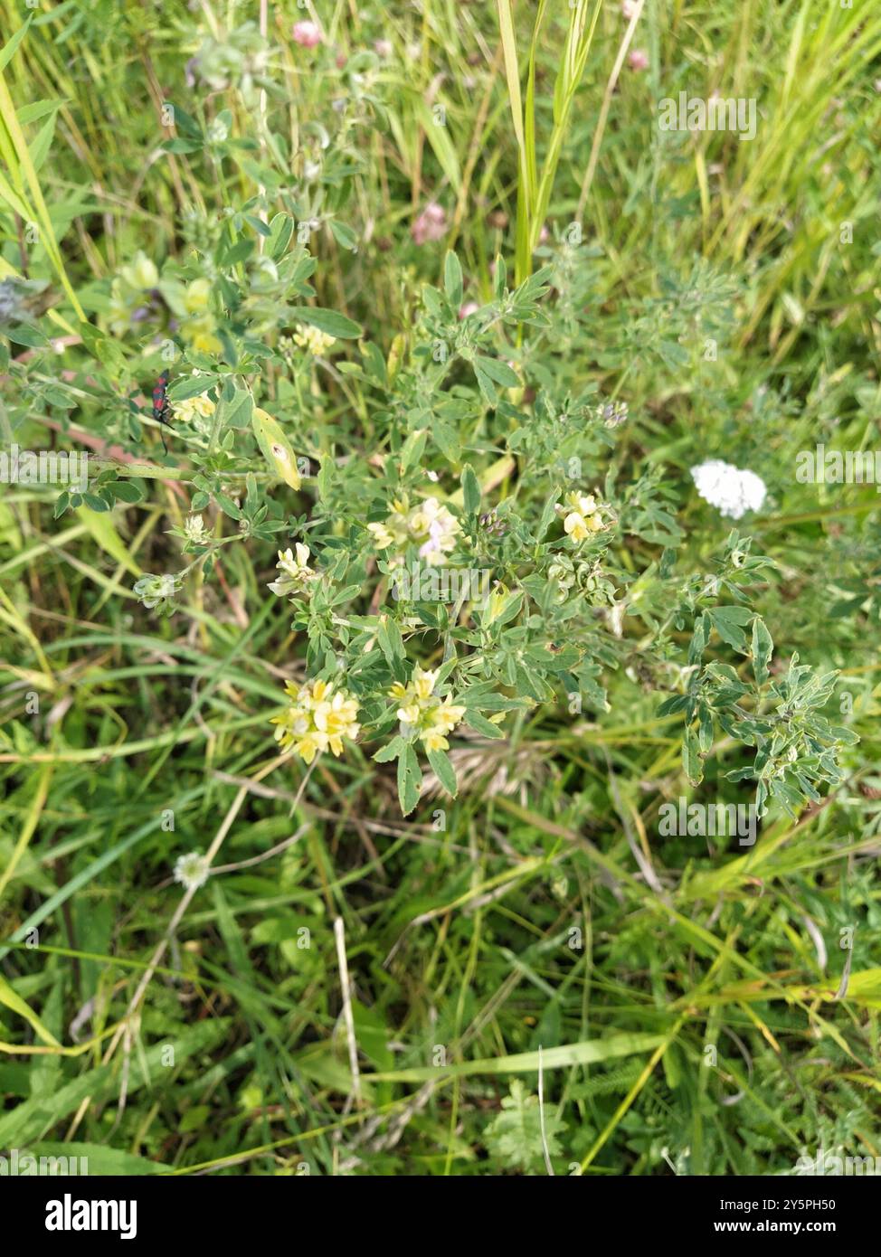 sickle alfalfa (Medicago falcata) Plantae Stock Photo - Alamy