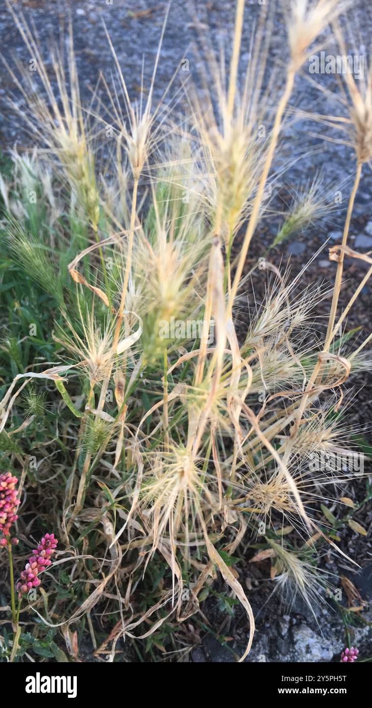 wall barley (Hordeum murinum) Plantae Stock Photo - Alamy