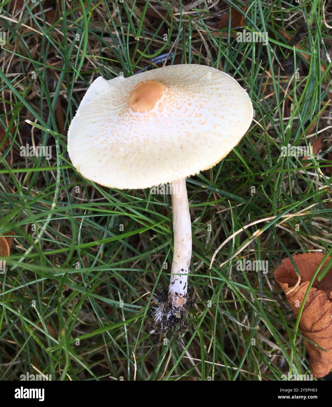 Stinking Dapperling (Lepiota cristata) Fungi Stock Photo - Alamy