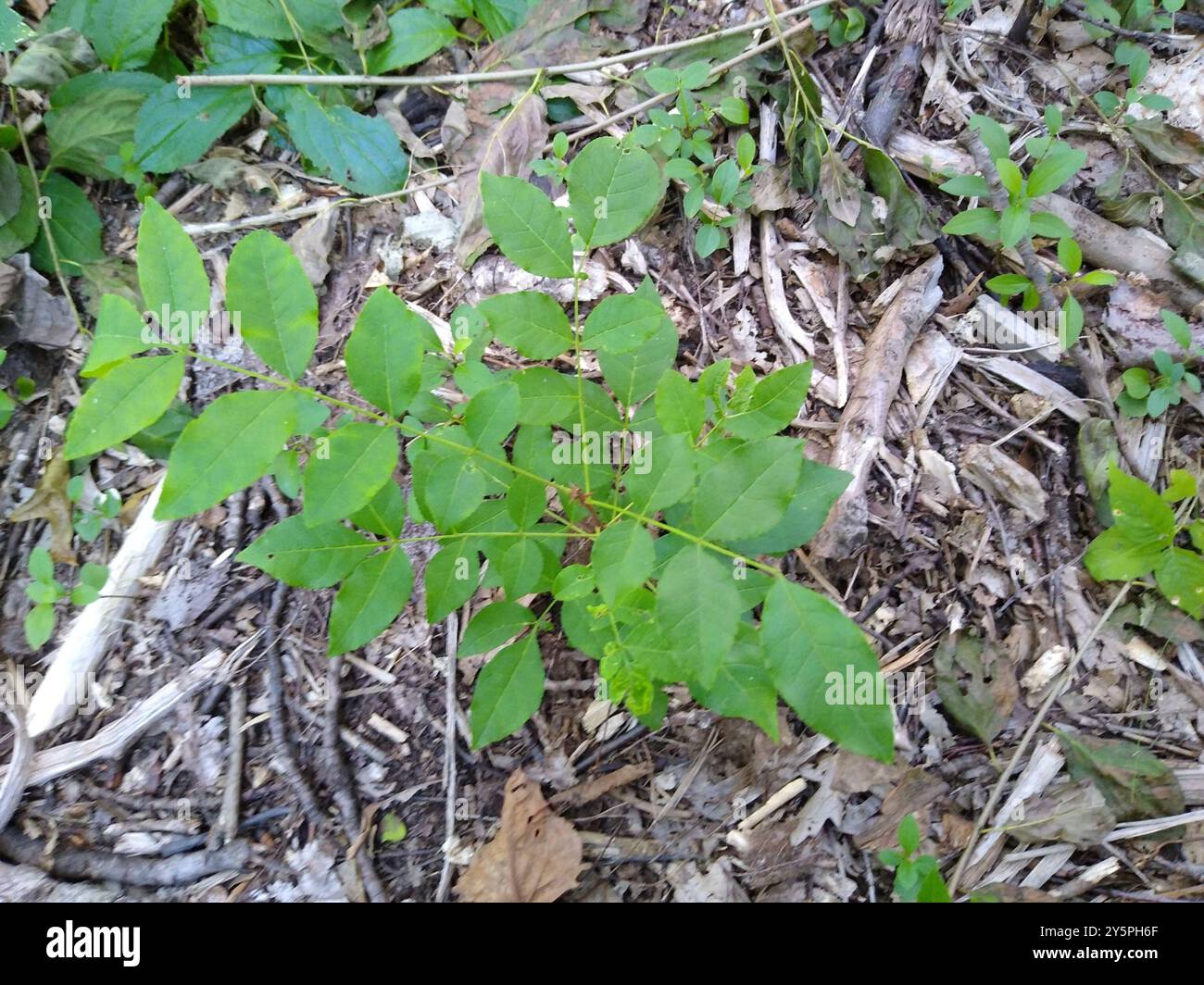 common prickly ash (Zanthoxylum americanum) Plantae Stock Photo - Alamy