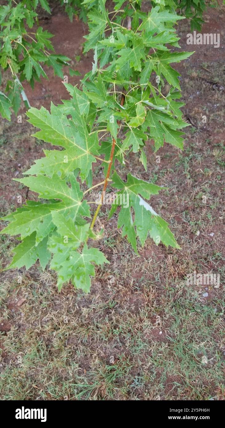 silver maple (Acer saccharinum) Plantae Stock Photo - Alamy