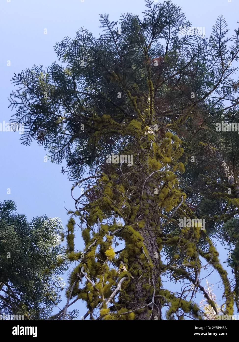 red fir (Abies magnifica) Plantae Stock Photo - Alamy